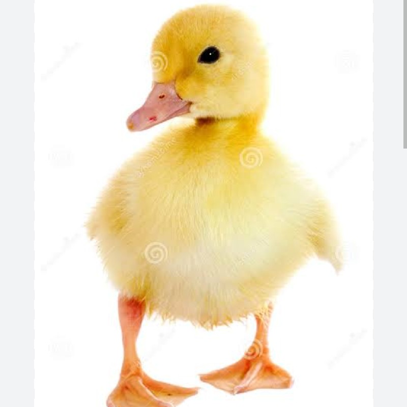 Semaphore Centrals Netball Club Incorporated : Powered by TeamLinkt