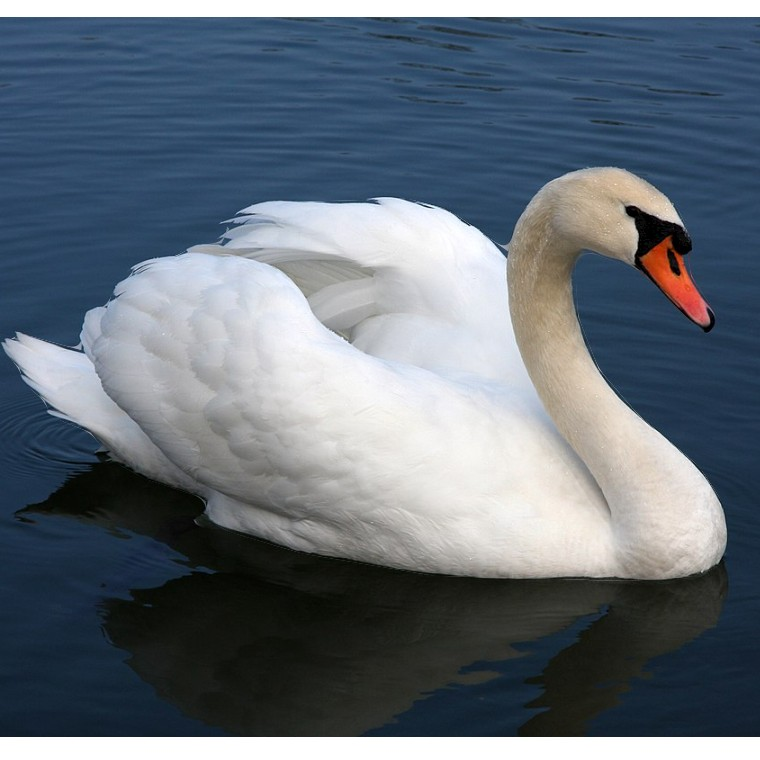 Semaphore Centrals Netball Club Incorporated : Powered by TeamLinkt