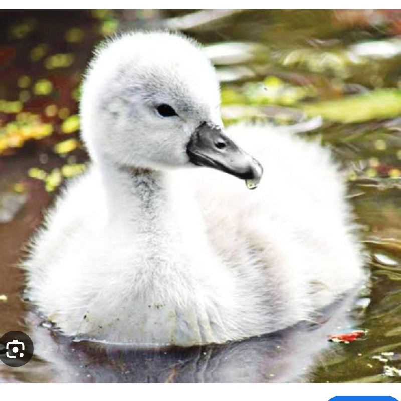 Semaphore Centrals Netball Club Incorporated : Powered by TeamLinkt